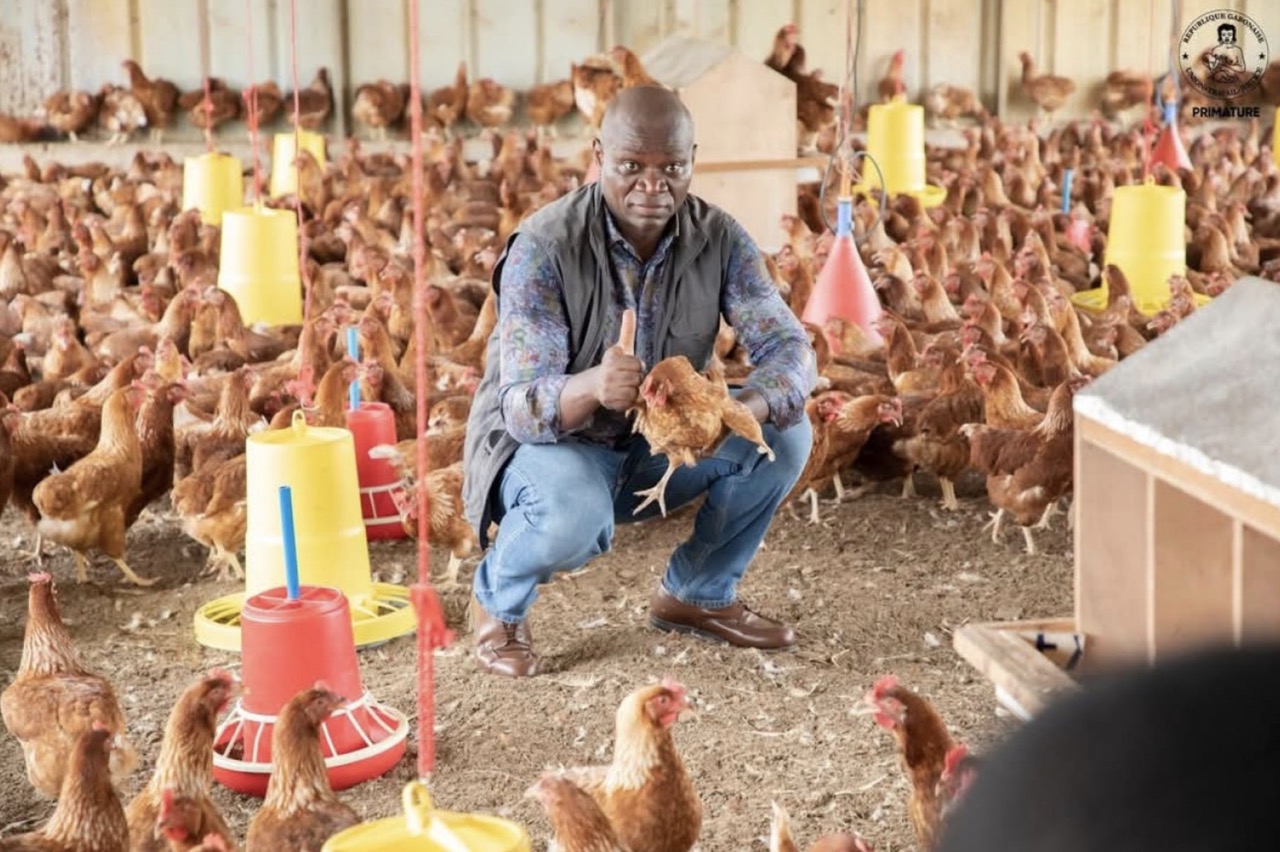 Le Gabon prépare la fin des importations de poulets d’ici 2027 ...